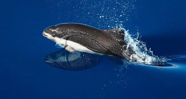 Spectacled Porpoise | NatureRules1 Wiki | Fandom