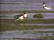 Common Shelduck | NatureRules1 Wiki | Fandom