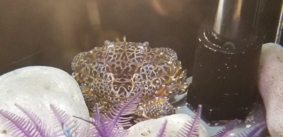 Toxic Reef Crab | NatureRules1 Wiki | Fandom