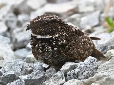 Common Poorwill | NatureRules1 Wiki | Fandom