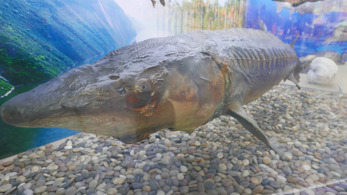 Dabry's Sturgeon | NatureRules1 Wiki | Fandom