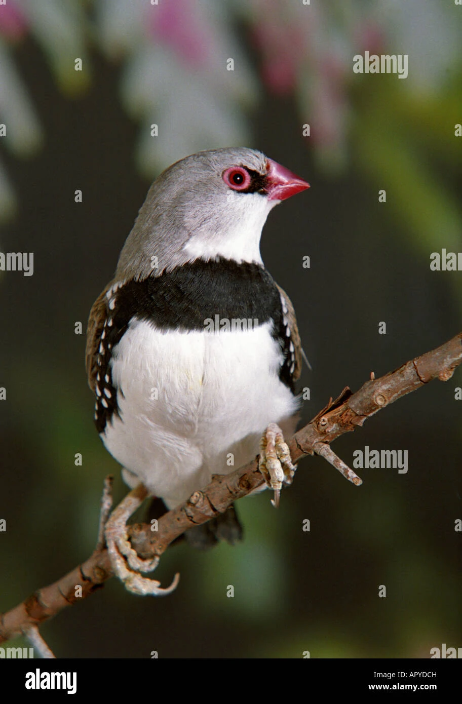 Diamond Firetail | NatureRules1 Wiki | Fandom