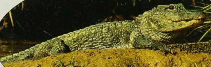 Gator Marsh | NatureRules1 Wiki | Fandom