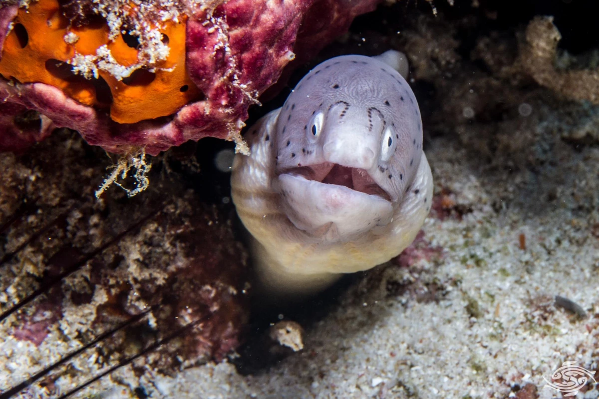 Geometric Moray | NatureRules1 Wiki | Fandom