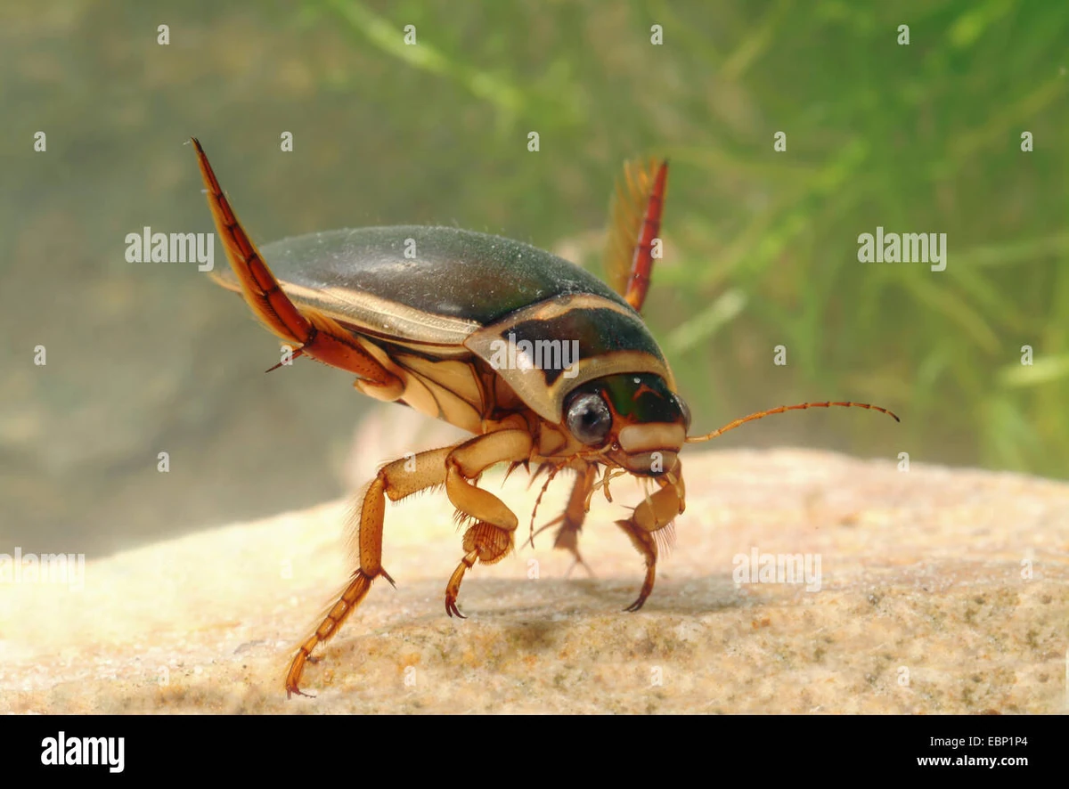 Great Diving Beetle | NatureRules1 Wiki | Fandom