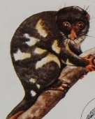 Common Spotted Cuscus | NatureRules1 Wiki | Fandom