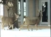 Open Season | NatureRules1 Wiki | Fandom