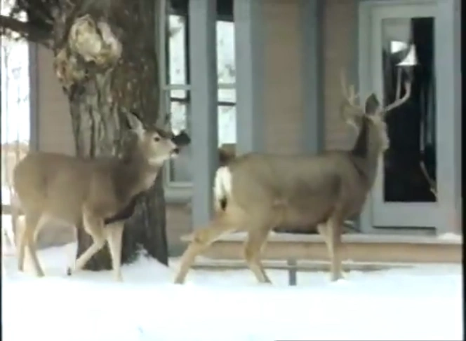 Open Season | NatureRules1 Wiki | Fandom