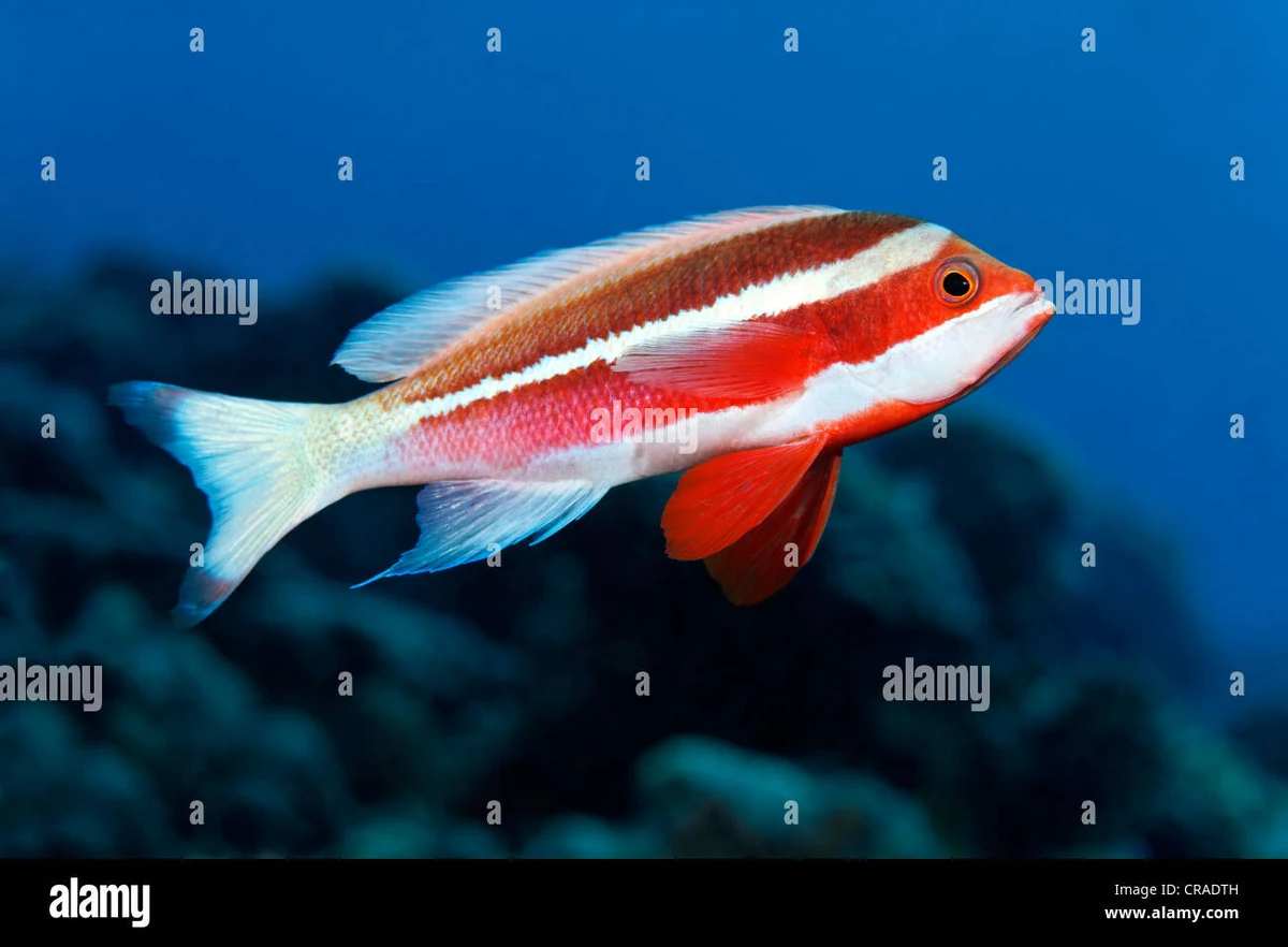 Red Sea Anthias | NatureRules1 Wiki | Fandom