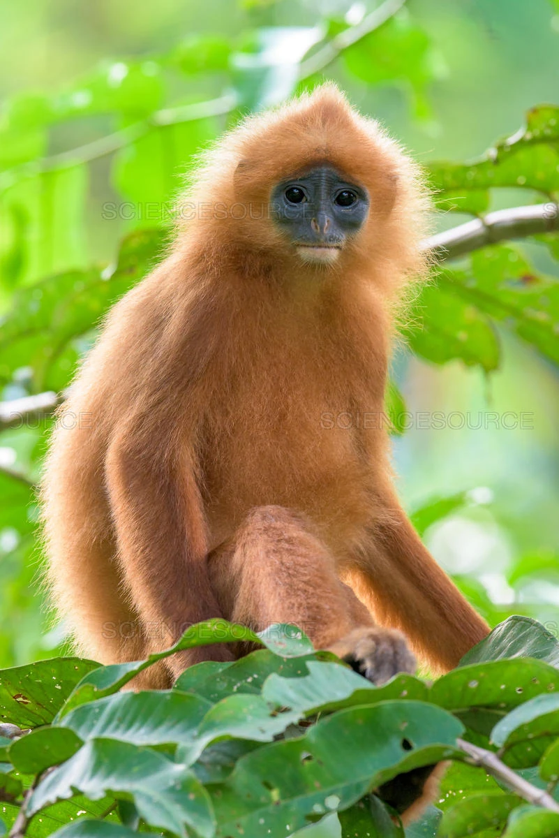 Red Leaf Monkey | NatureRules1 Wiki | Fandom