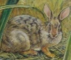Swamp Rabbit | NatureRules1 Wiki | Fandom