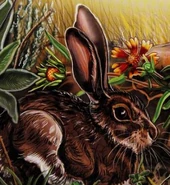 White-tailed Jackrabbit | NatureRules1 Wiki | Fandom