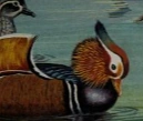 Mandarin Duck | NatureRules1 Wiki | Fandom