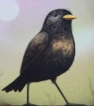 Cocos Finch | NatureRules1 Wiki | Fandom