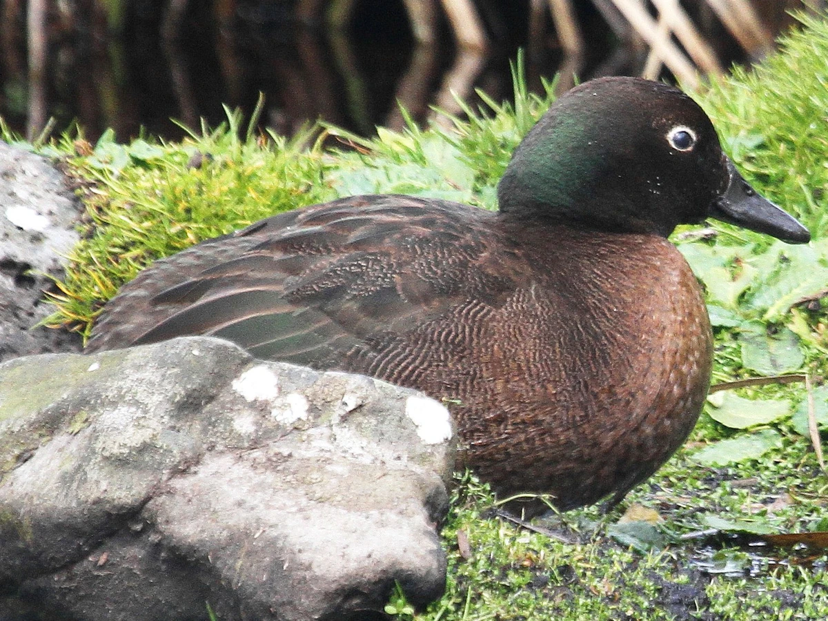 Auckland Teal | NatureRules1 Wiki | Fandom