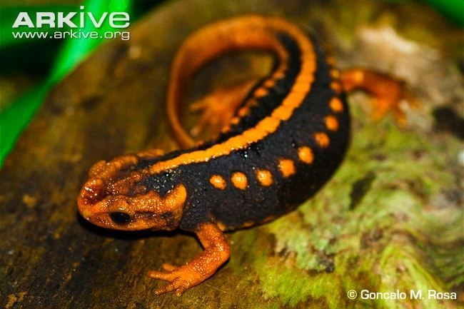 Emperor Newt | NatureRules1 Wiki | Fandom