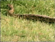 Indian Python | NatureRules1 Wiki | Fandom