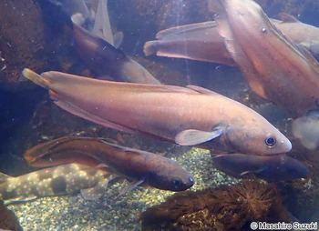 Japanese Codling | NatureRules1 Wiki | Fandom