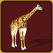 Masai Giraffe | NatureRules1 Wiki | Fandom