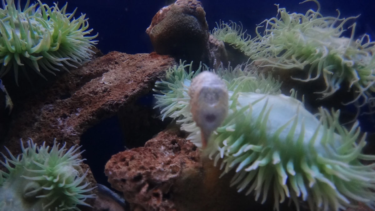 Pacific Spiny Lumpsucker | NatureRules1 Wiki | Fandom