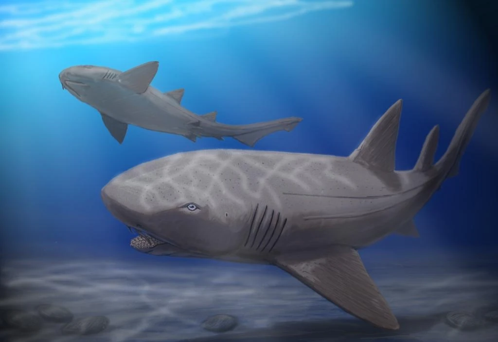 Ptychodus | NatureRules1 Wiki | Fandom