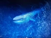 Finding Nemo | NatureRules1 Wiki | Fandom