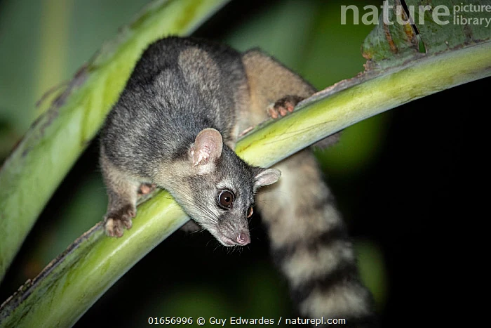 Cacomistle | NatureRules1 Wiki | Fandom