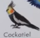 Cockatiel | NatureRules1 Wiki | Fandom