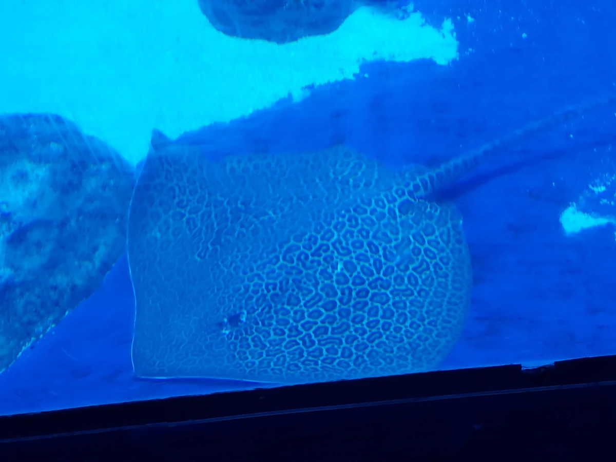 Leopard Whipray | NatureRules1 Wiki | Fandom