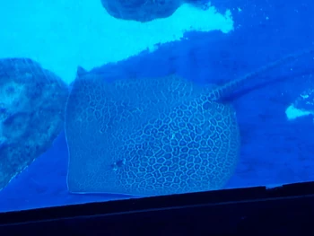 Leopard Whipray | NatureRules1 Wiki | Fandom