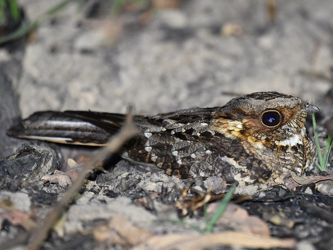 Fiery-necked Nightjar | NatureRules1 Wiki | Fandom