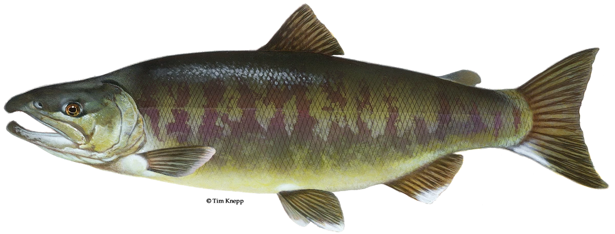 Chum Salmon | NatureRules1 Wiki | Fandom