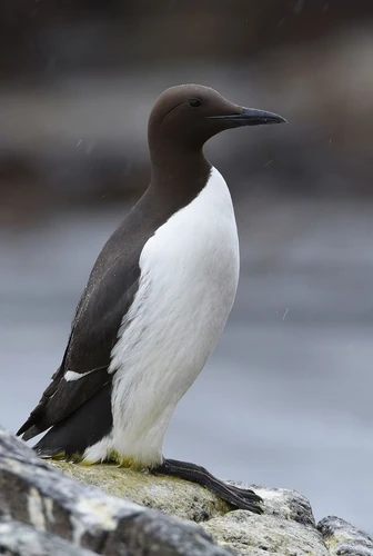 Common Murre | NatureRules1 Wiki | Fandom