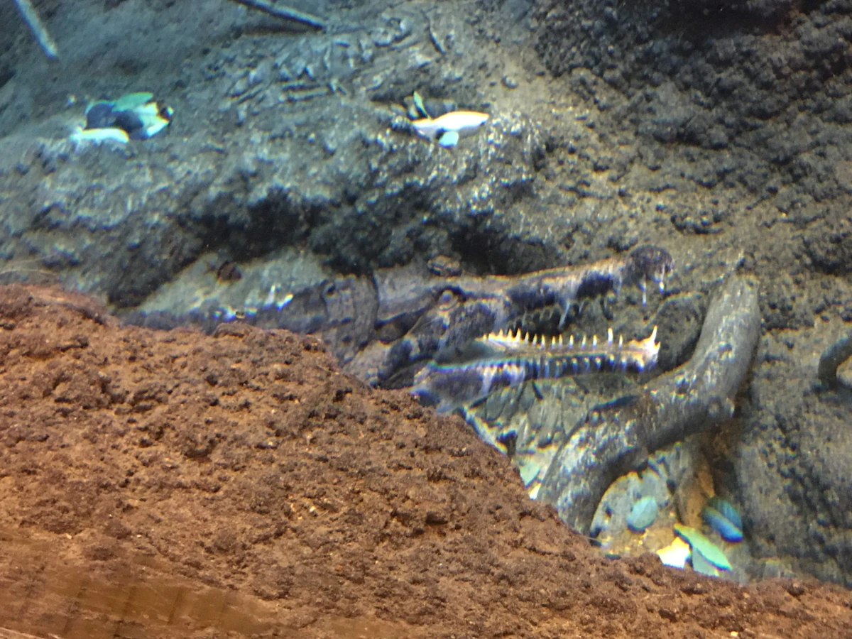 False Gharial | NatureRules1 Wiki | Fandom