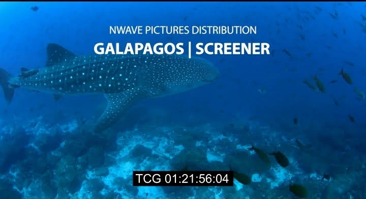 Whale Shark/Films | NatureRules1 Wiki | Fandom