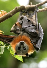 Baby Grey Headed Flying Fox