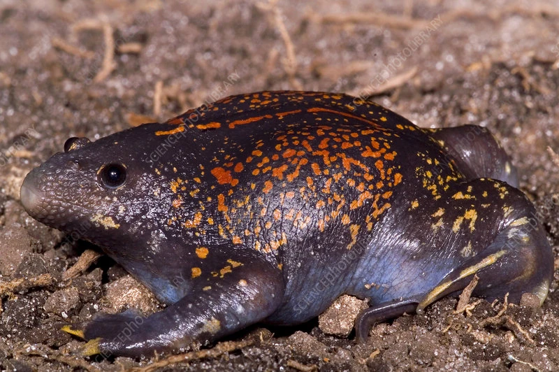 Mexican Burrowing Toad | NatureRules1 Wiki | Fandom