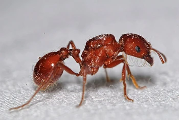 Red Harvester Ant | NatureRules1 Wiki | Fandom