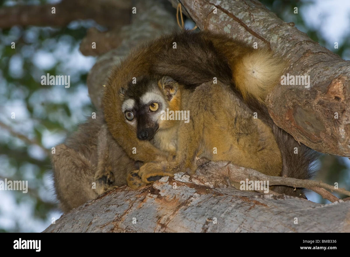 Red Lemur | NatureRules1 Wiki | Fandom