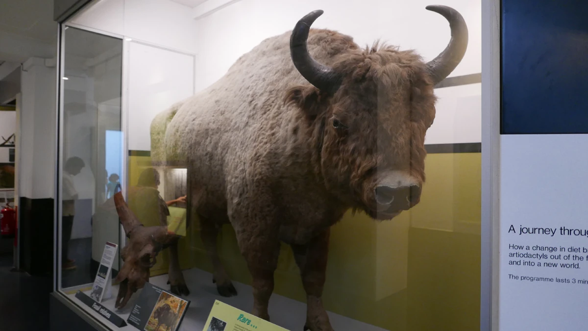 Steppe Bison