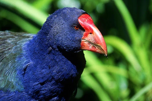 Takahe Bird