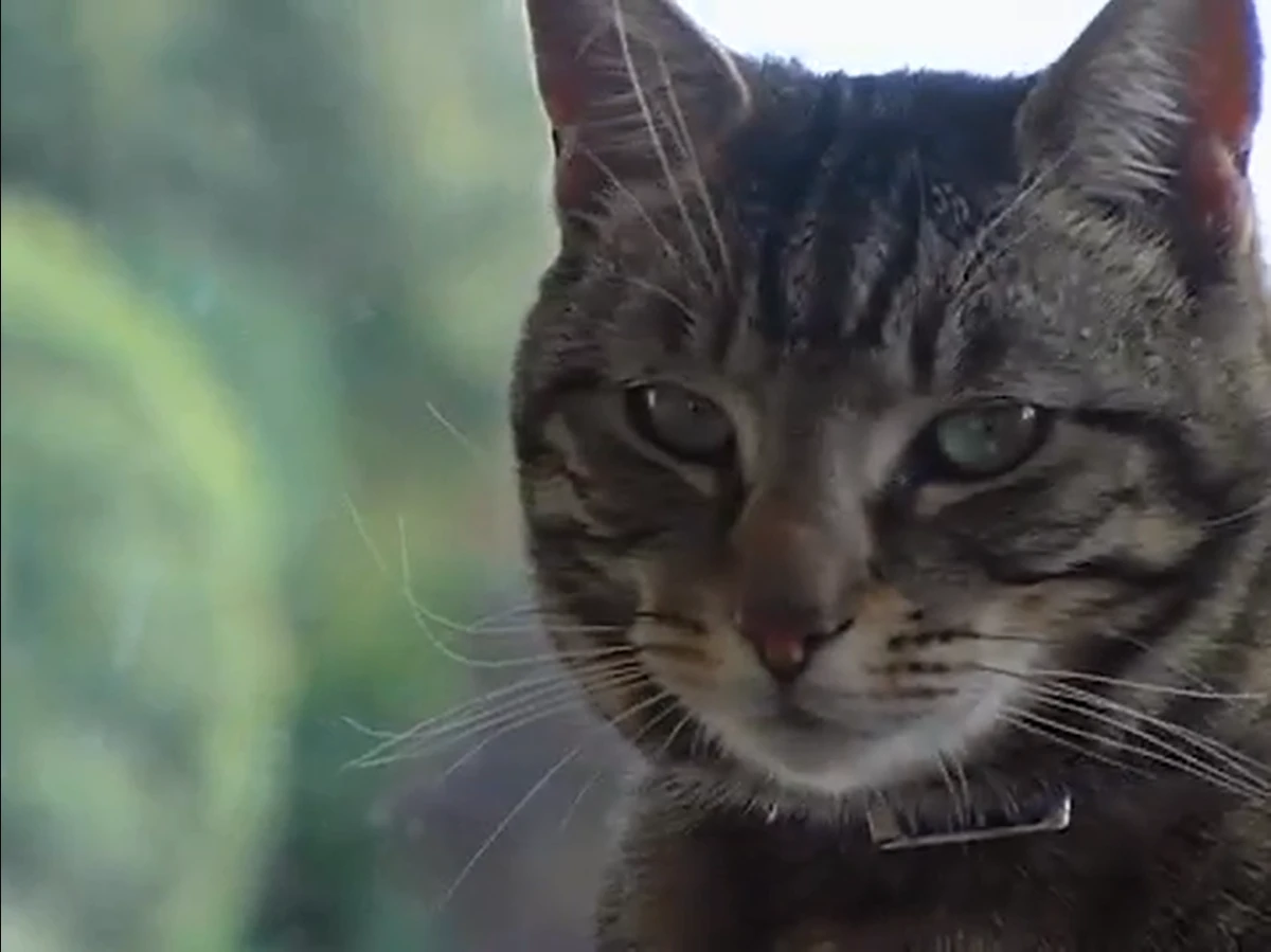 List of The most extreme Animal Species | NatureRules1 Wiki | Fandom