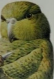 Night Parrot | NatureRules1 Wiki | Fandom
