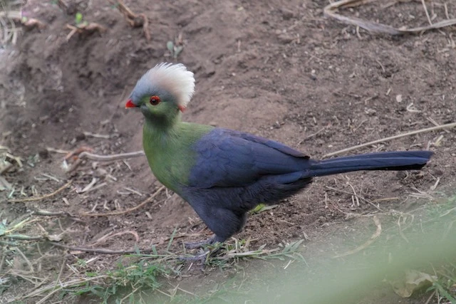 Ruspoli's Turaco | NatureRules1 Wiki | Fandom