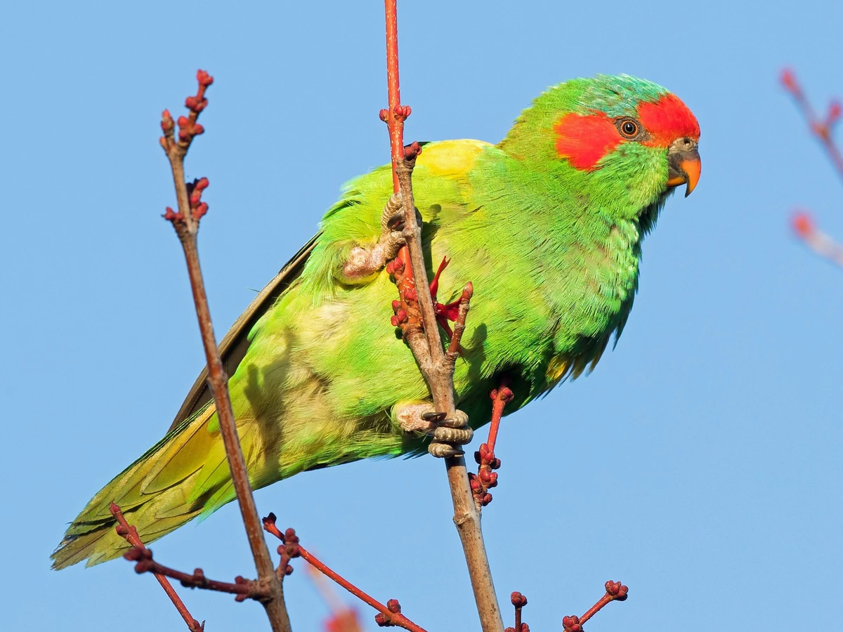Musk Lorikeet | NatureRules1 Wiki | Fandom