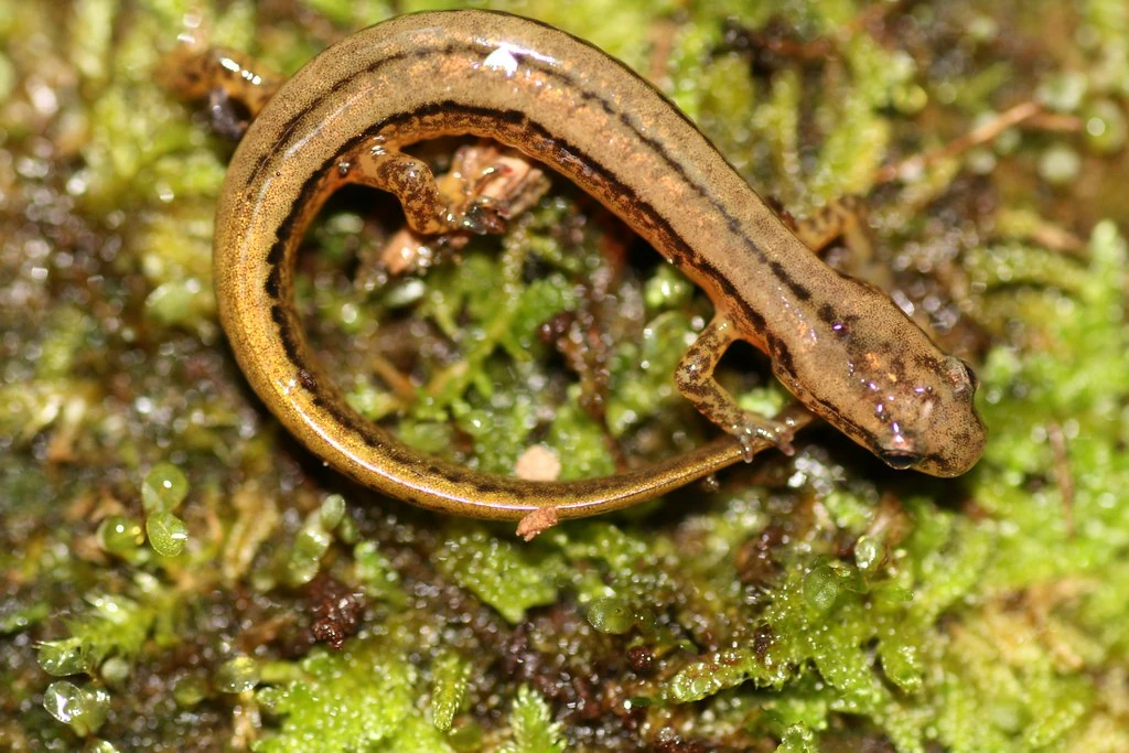 Northern Two-lined Salamander | NatureRules1 Wiki | Fandom