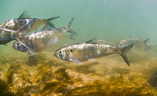 Alewife | NatureRules1 Wiki | Fandom