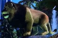 Asiatic Lion | NatureRules1 Wiki | Fandom