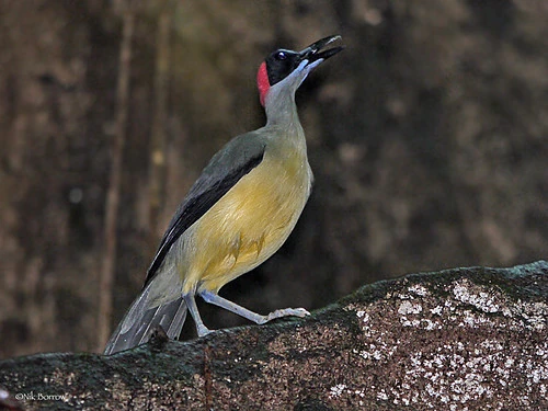 Gray-necked Rockfowl | NatureRules1 Wiki | Fandom