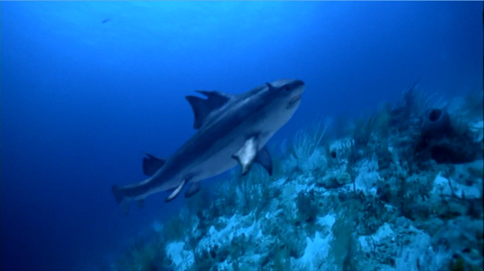 Hybodus | NatureRules1 Wiki | Fandom